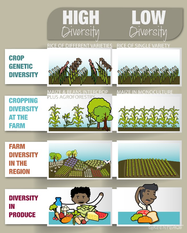 infographic-food_1 - Greenpeace Africa