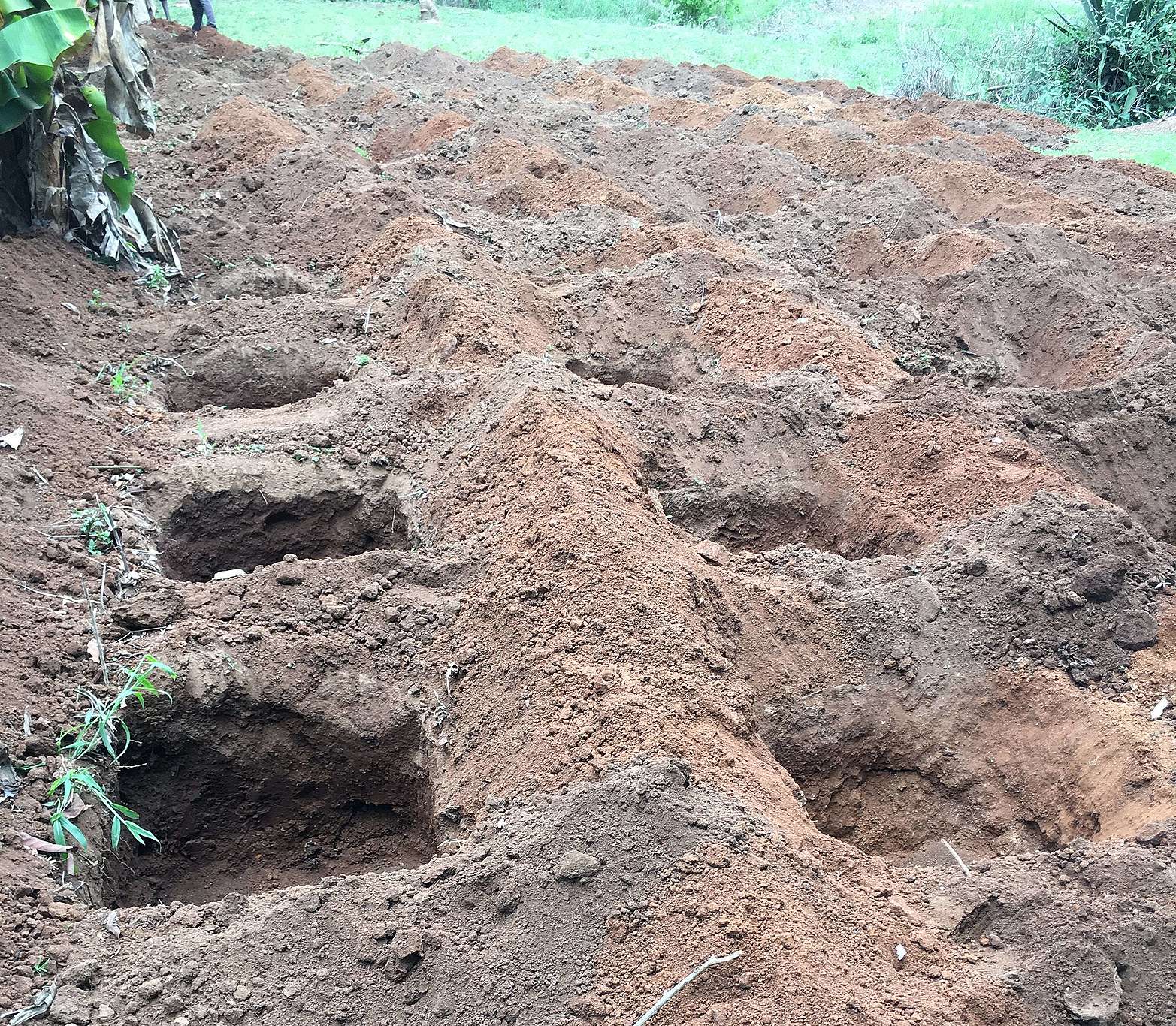 Using Zai pits to harvest scanty rain water - Greenpeace Africa