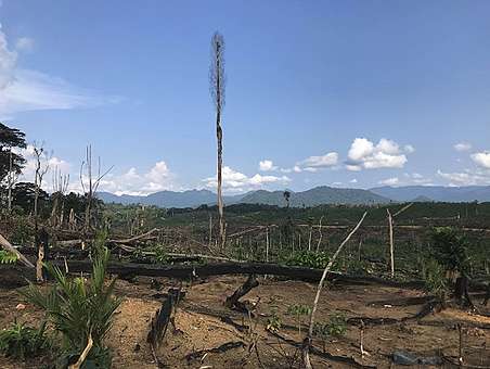 Ebo forest is a blessing to more than 40 communities, numerous ...