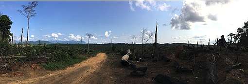 Ebo forest is a blessing to more than 40 communities, numerous ...