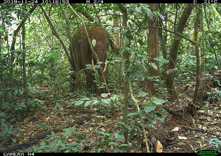 Ebo forest is a blessing to more than 40 communities, numerous ...