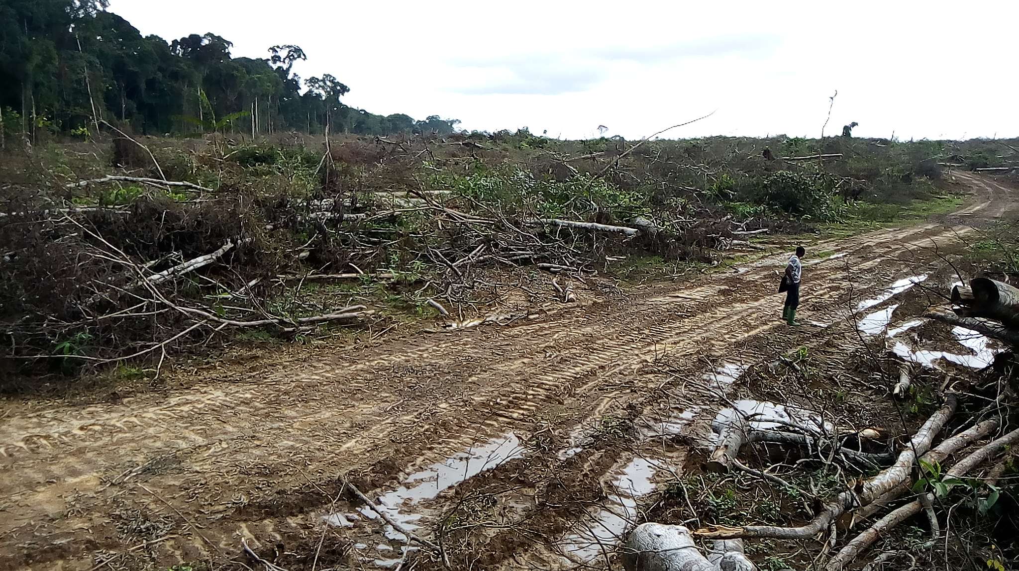Illegal giant palm oil plantation flattening indigenous people’s ...