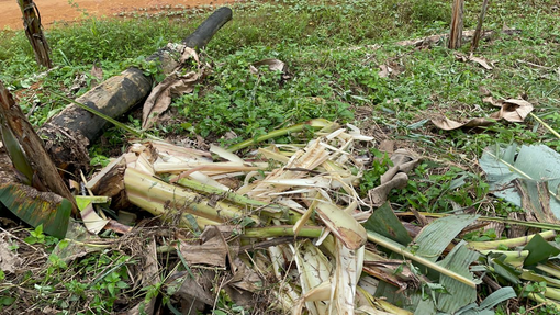 “I am about to kill those elephants” – how Industrial plantations ...
