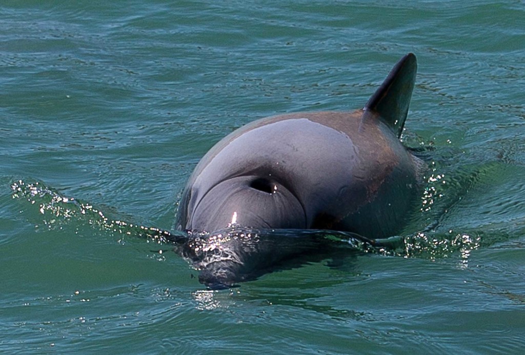 Greenpeace Aotearoa - Greenpeace Aotearoa