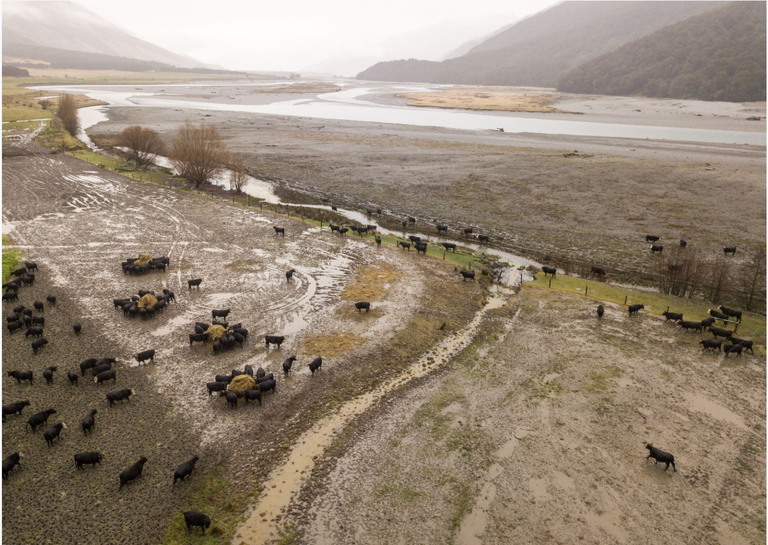 Water pollution in New Zealand - Greenpeace Aotearoa
