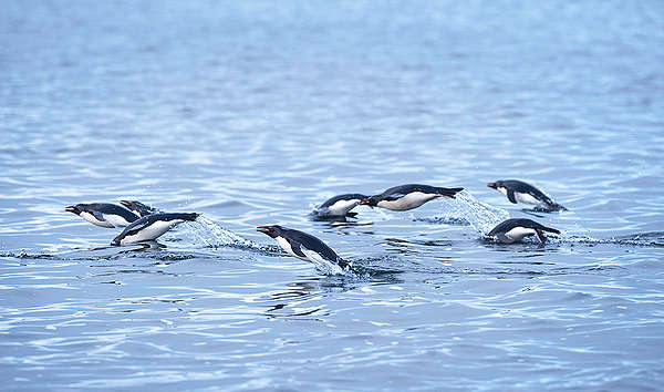 Three NZ native marine mammals that need our protection - Greenpeace ...