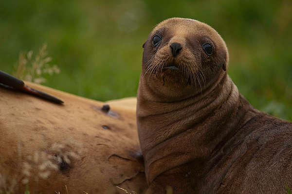 Three NZ native marine mammals that need our protection - Greenpeace ...