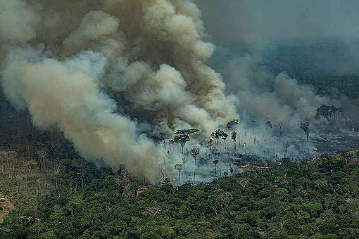 The many dangers this Amazon Rainforest Day - Greenpeace Aotearoa