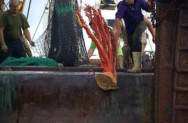 What is bottom trawling and why is it bad for the environment ...