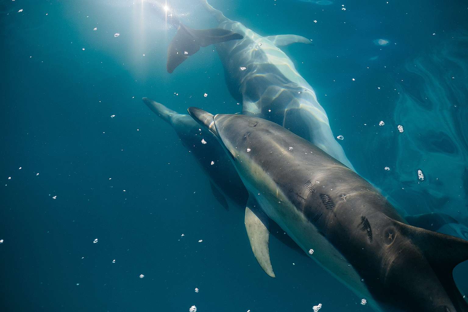Rotten to the core - ‘ocean exploitation bill’ must be rejected, says ...