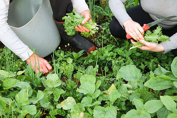 Food waste and regenerative farming: from rubbish to resource ...