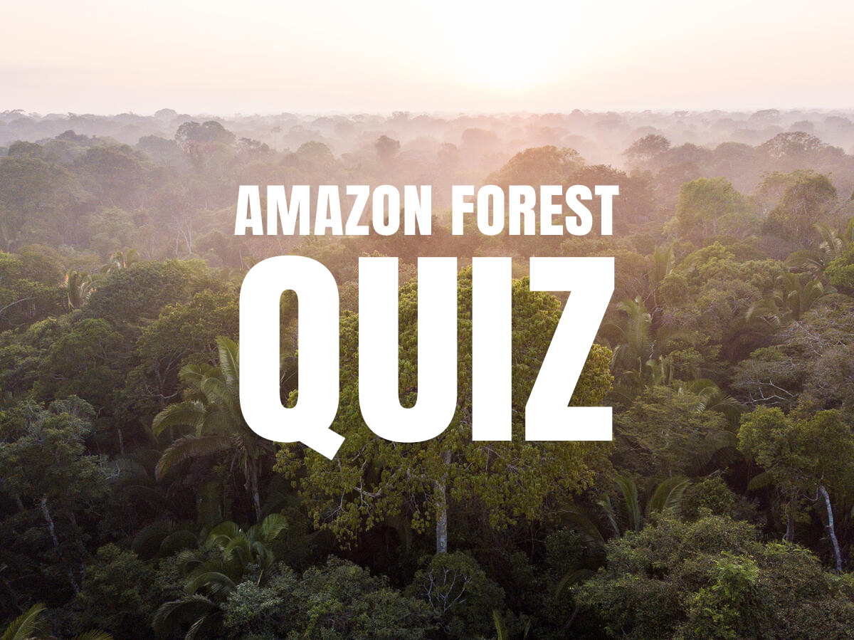 Quiz: Test your knowledge of the mysterious Amazon forest - Greenpeace ...