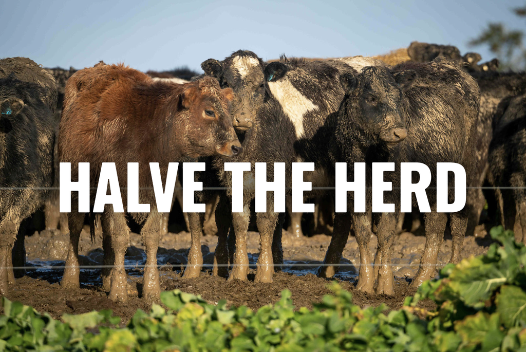 There are too many cows. Halve the herd. - Greenpeace Aotearoa