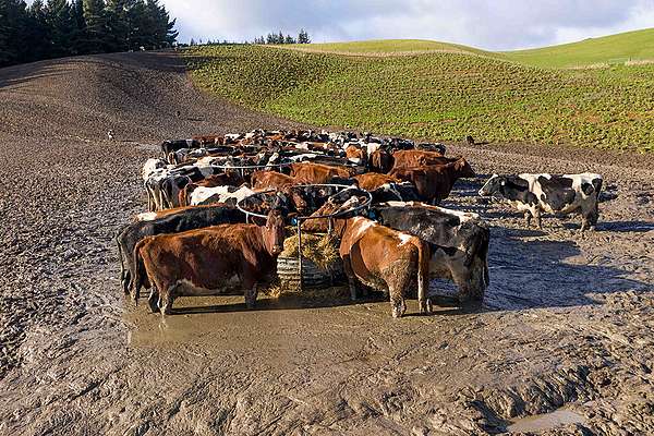 There are too many cows. Halve the herd. - Greenpeace Aotearoa