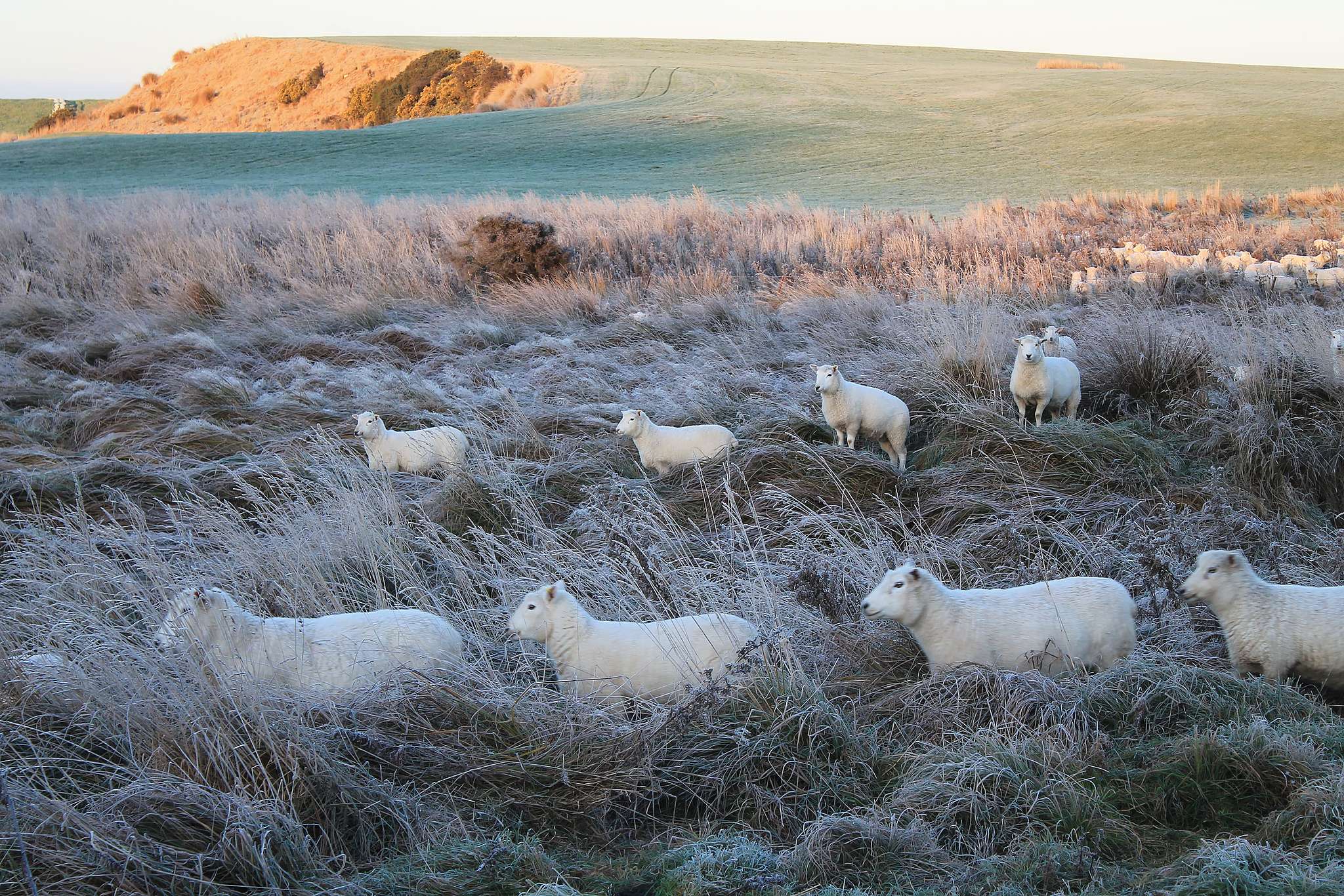 Forever farming - Greenpeace Aotearoa