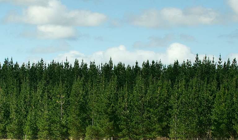 Too much fossil fuel are being burned to be fixed by planting trees ...