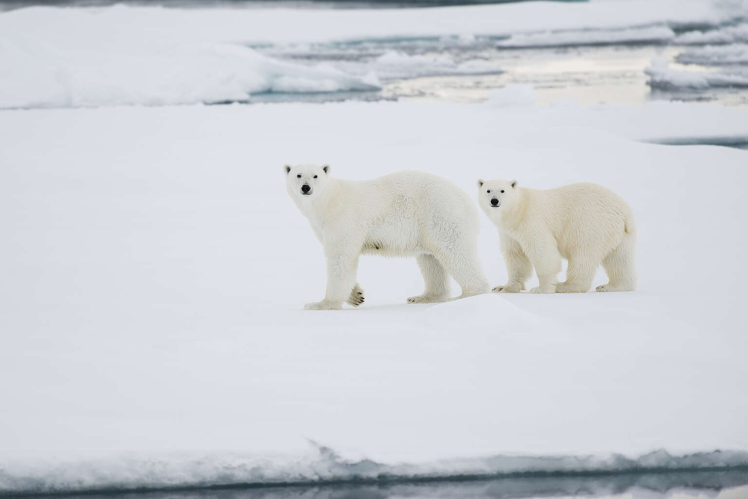 Polar bears exposed to plastic pollution in their Arctic home ...