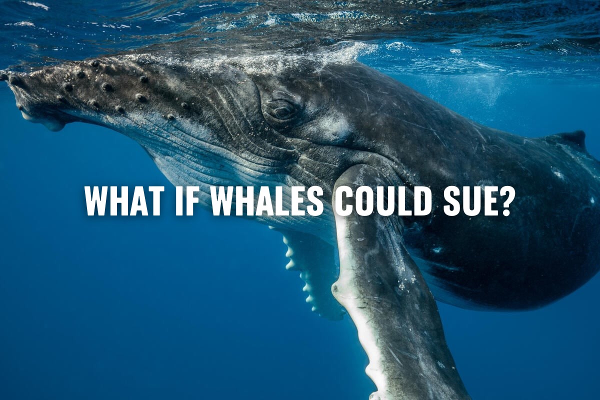 Blue Whale Memes
