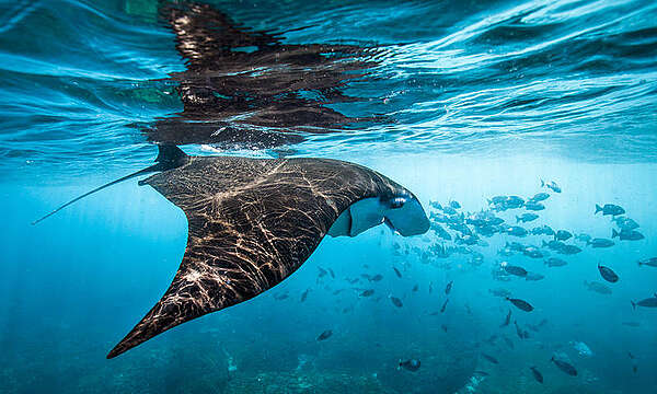 Protect the oceans - Greenpeace Aotearoa