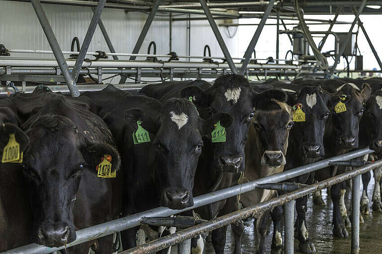 What JBS - the world's largest meat company - is hiding in Nigeria ...