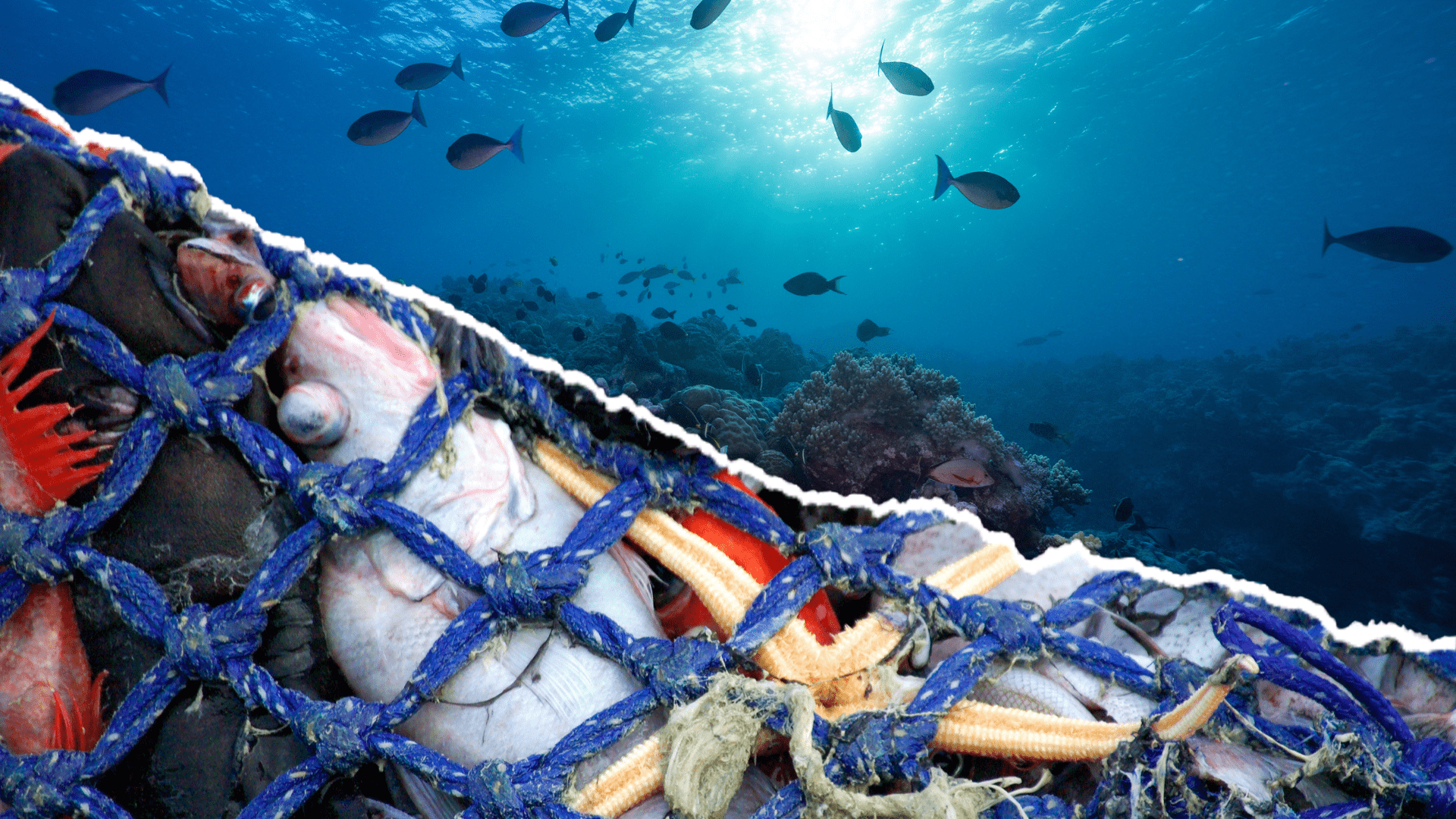 Ban bottom trawling - Greenpeace Aotearoa