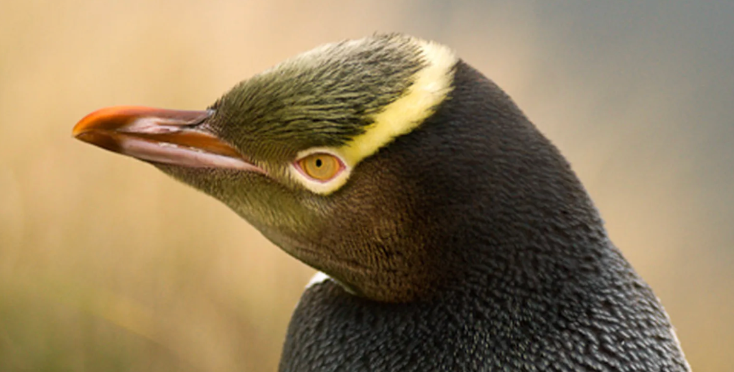 Speaking up for the hoiho penguin - Greenpeace Aotearoa