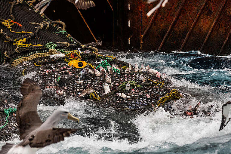8 ways that stopping overfishing will promote biodiversity and help ...
