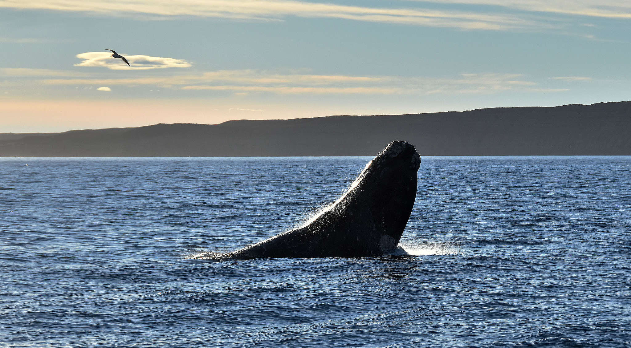 Fundación Greenpeace Argentina | 10 datos clave sobre la ballena franca ...