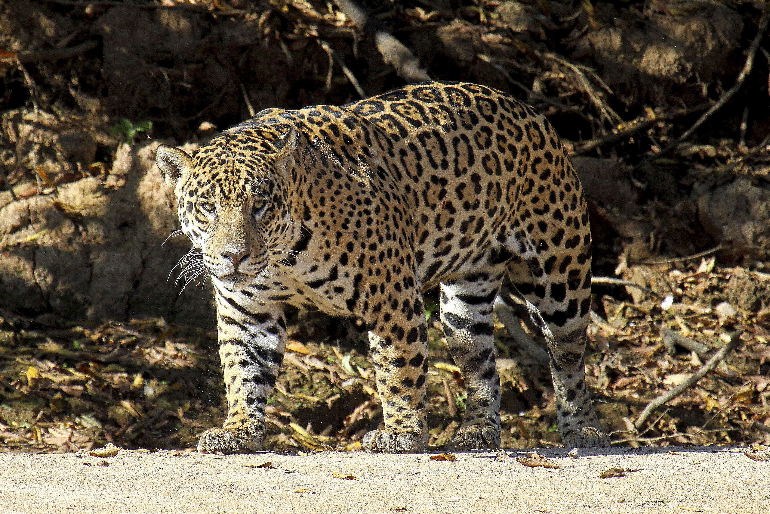 Fundación Greenpeace Argentina | Avanza en la Corte el amparo para ...