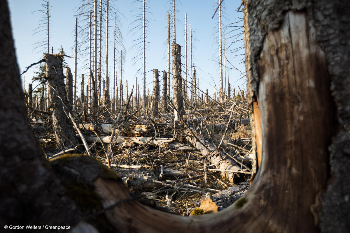 Greenpeace Argentina | Así es como la destrucción de bosques aumenta ...
