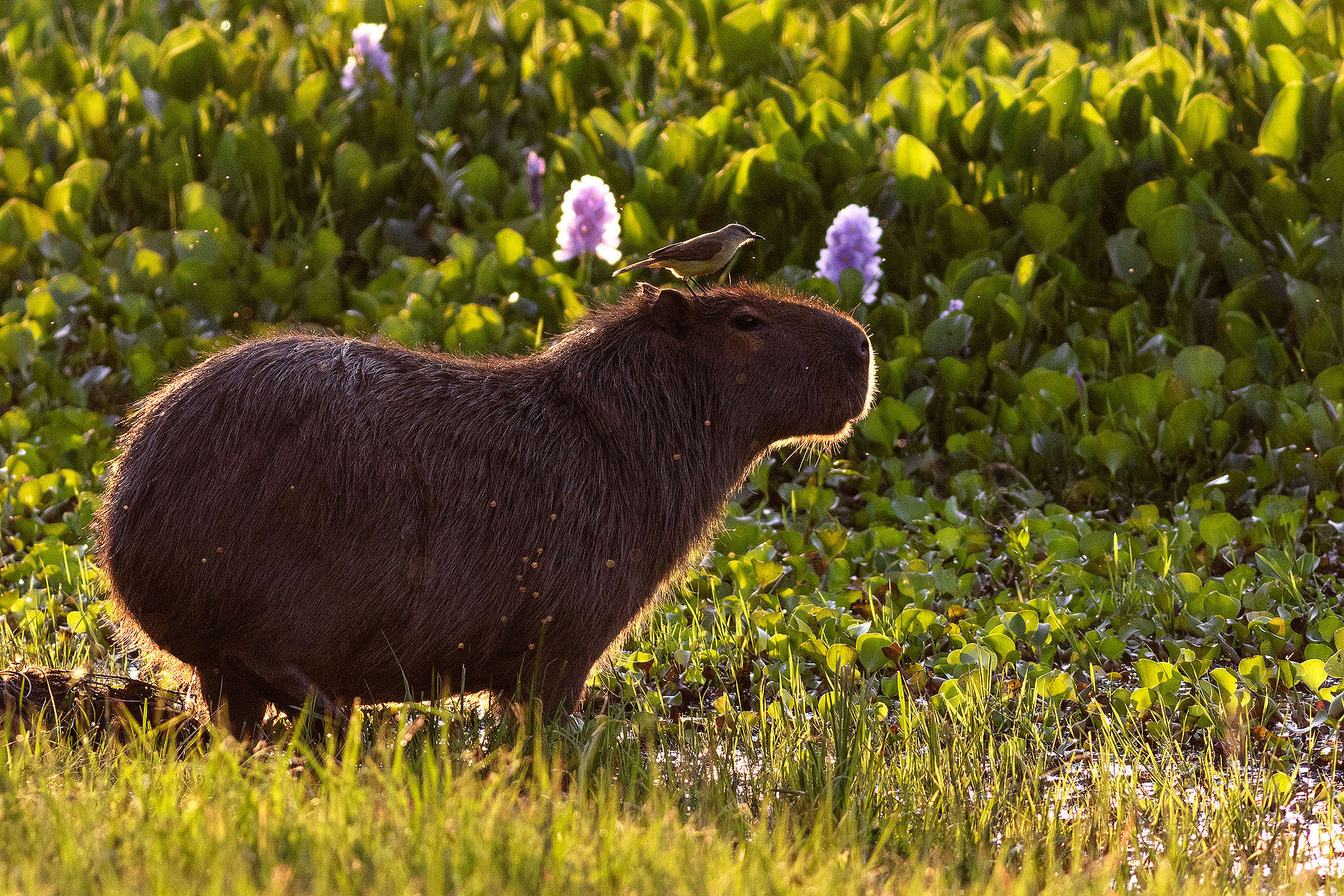 Fundación Greenpeace Argentina | Sobre los carpinchos en Nordelta