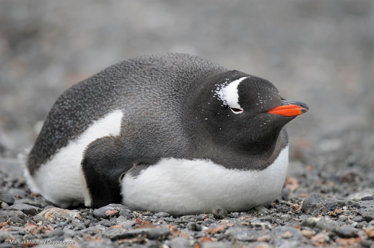 Fundación Greenpeace Argentina | Día de la concientización por los ...