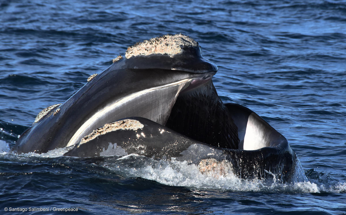 Fundación Greenpeace Argentina | Día Nacional de la Ballena Franca ...