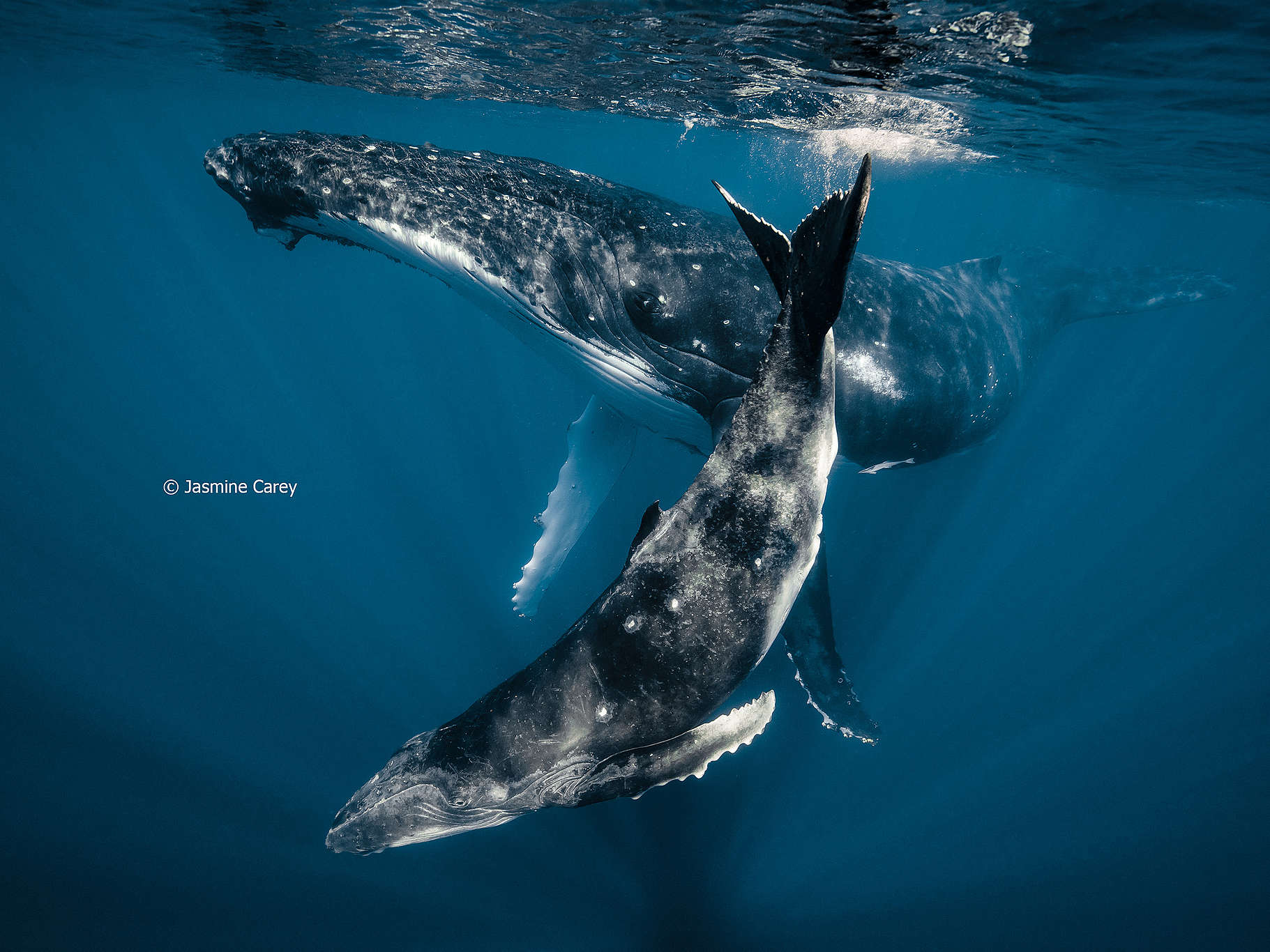 Fundación Greenpeace Argentina | Día Mundial de las Ballenas: animales ...