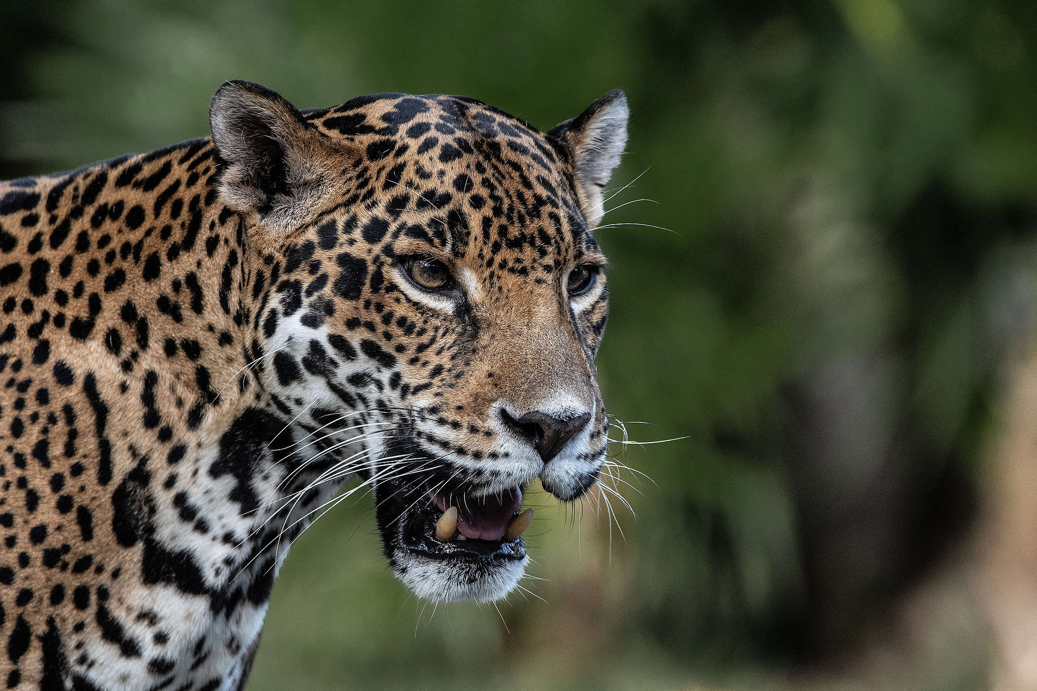Fundación Greenpeace Argentina | Día Internacional del Yaguareté ...