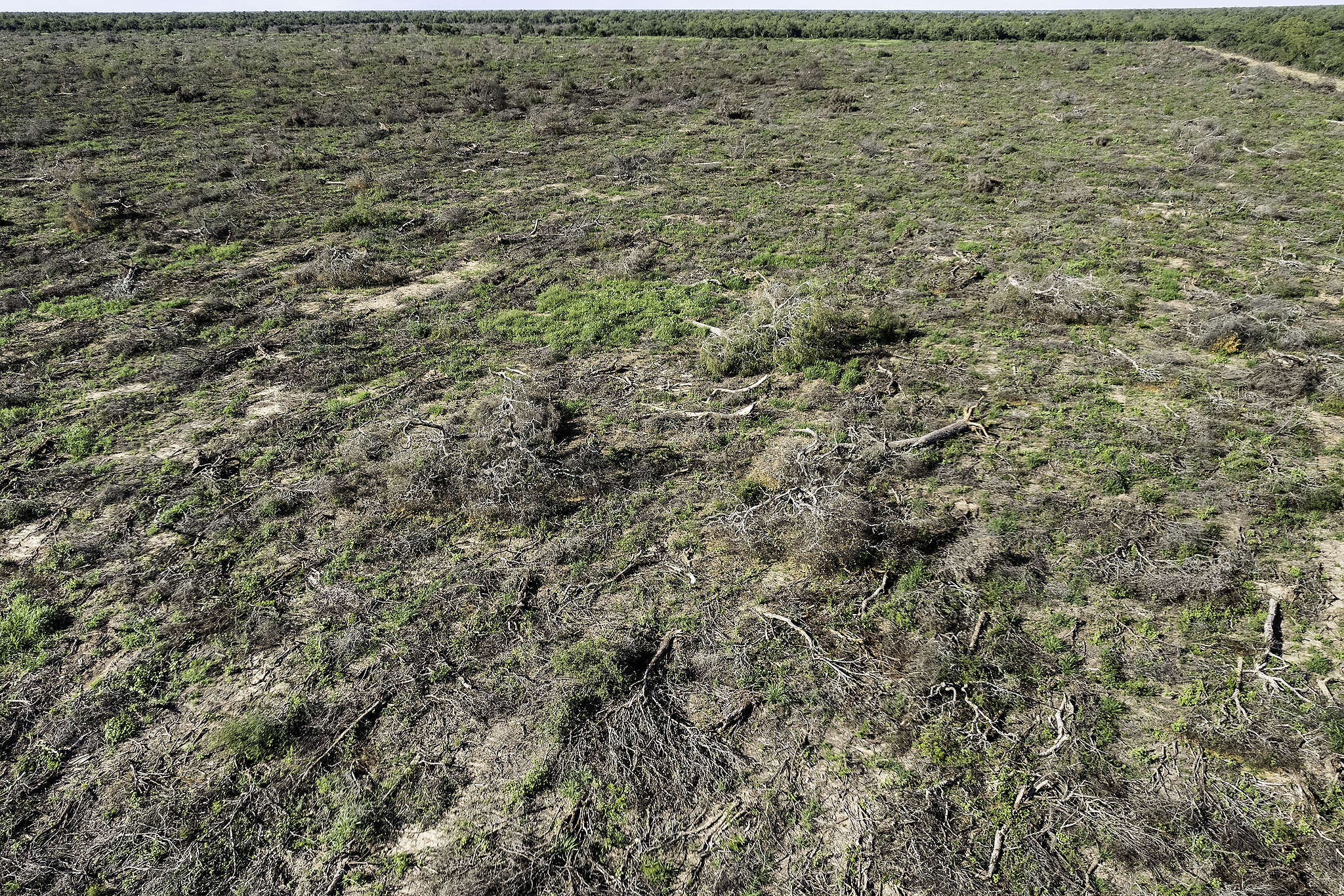 Fundación Greenpeace Argentina | Más desmontes en Formosa: Greenpeace ...