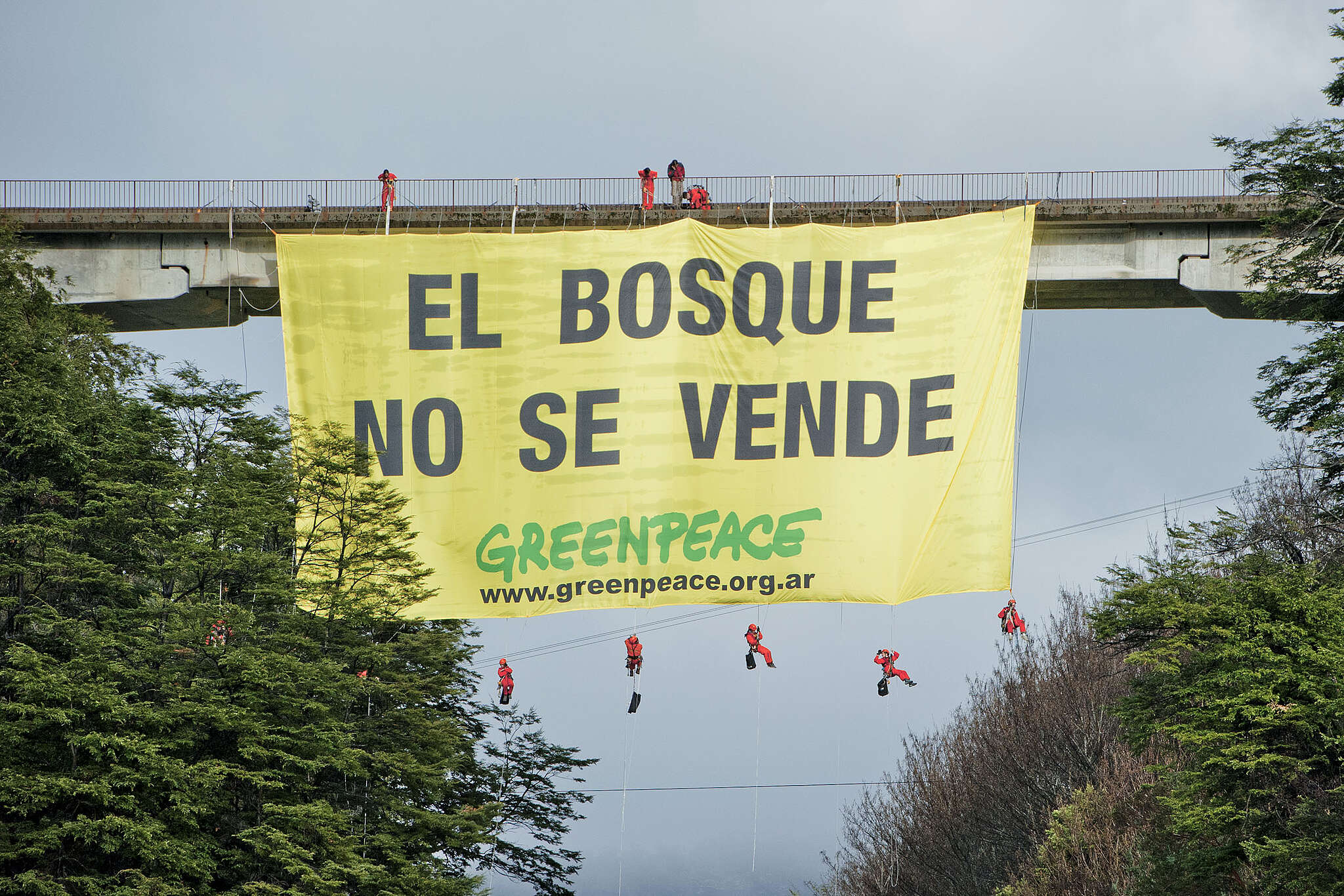Fundación Greenpeace Argentina | Greenpeace cumple 28 años de lucha en defensa de los bosques de ...