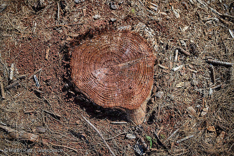 Fundación Greenpeace Argentina | Así se ve la deforestación en ...