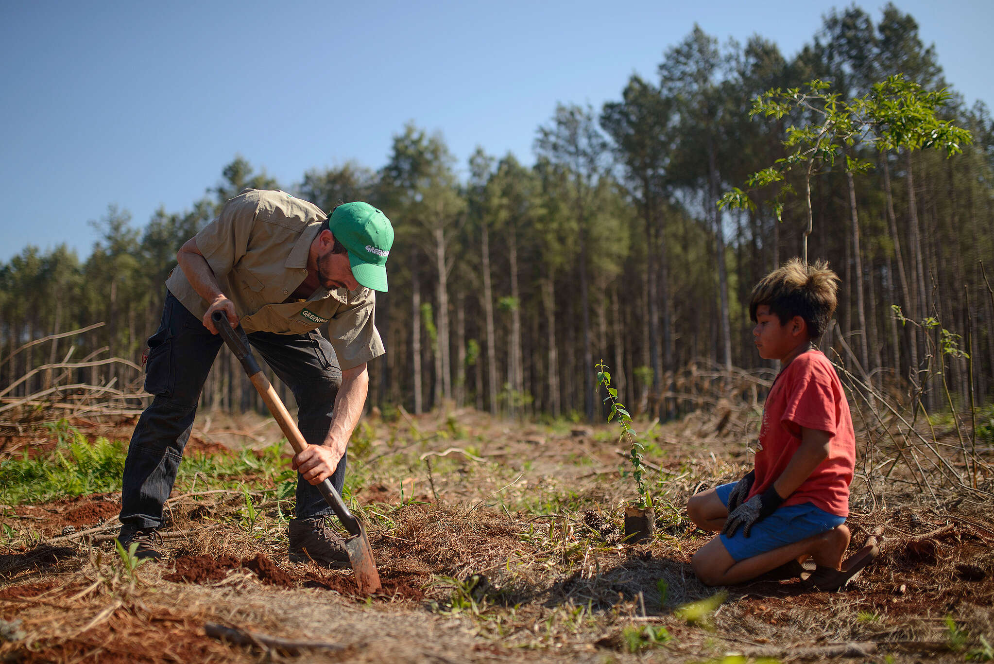 Fundación Greenpeace Argentina | Día del Árbol: ¿Por qué es tan ...