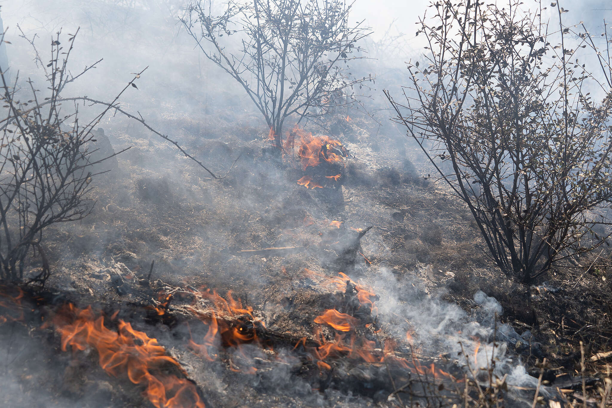 Fundación Greenpeace Argentina | URGENTE: Continúan los incendios en Córdoba