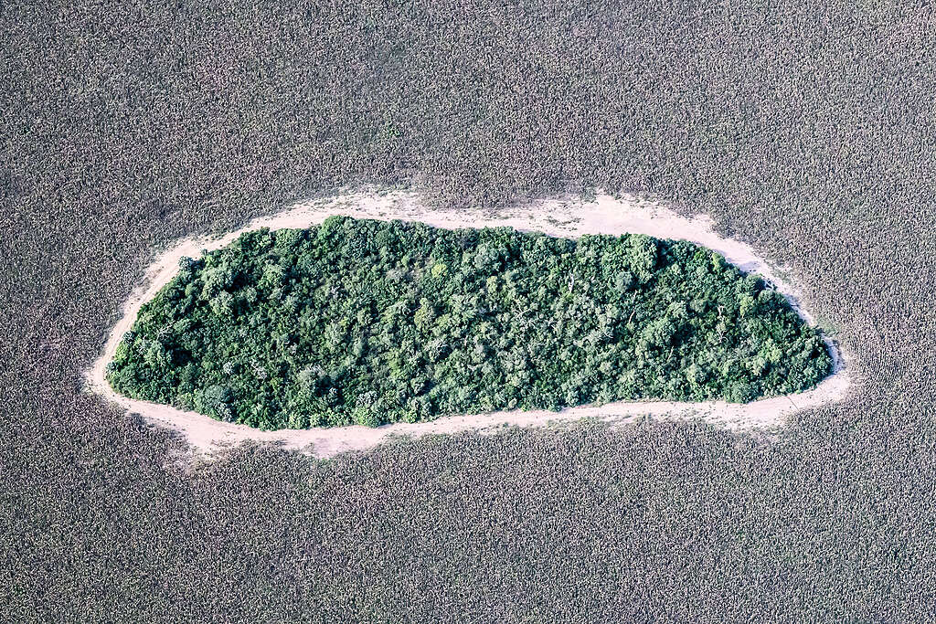 Fundación Greenpeace Argentina | Greenpeace denuncia la pérdida de 150.000 hectáreas de bosques ...