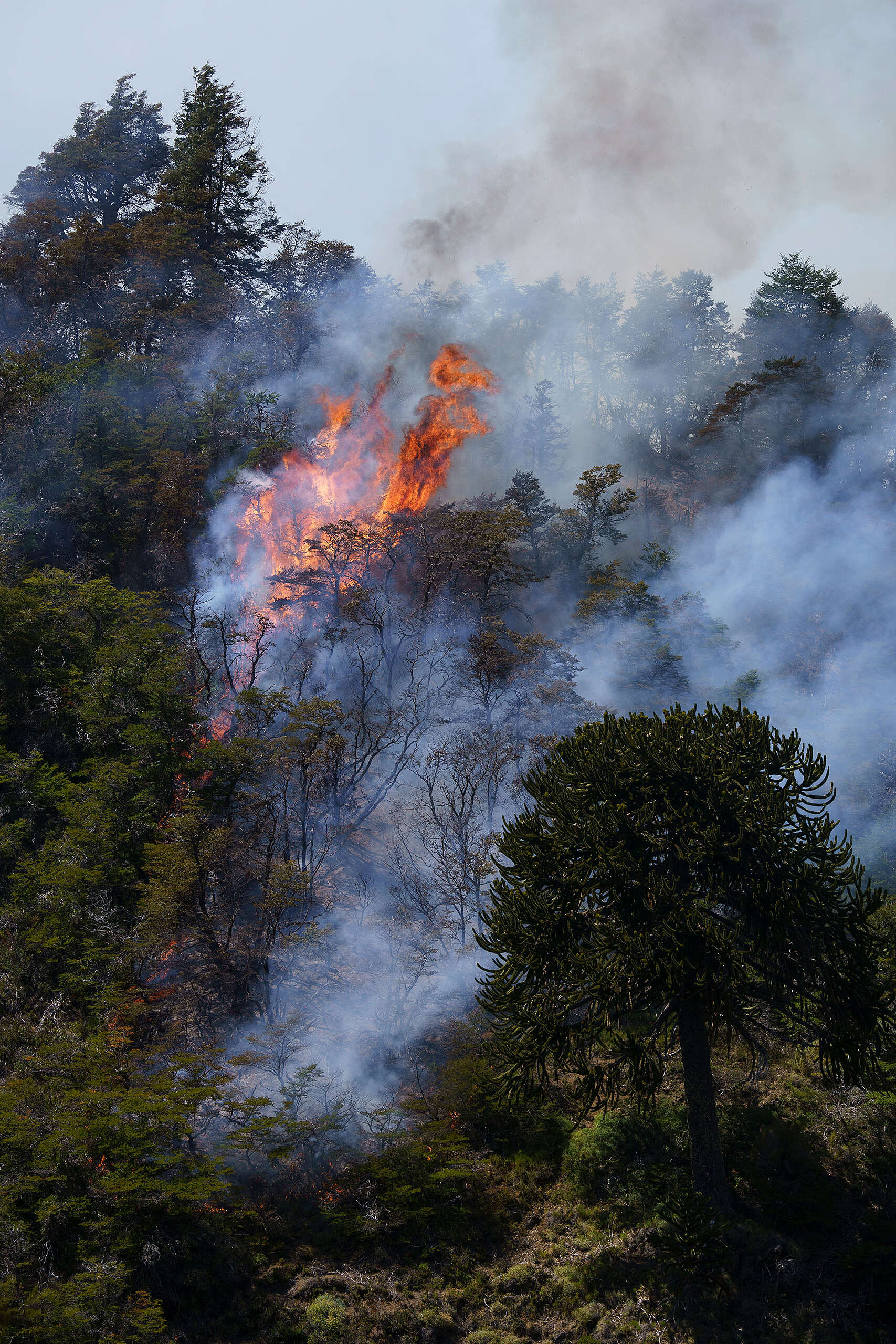 Fundación Greenpeace Argentina | La Patagonia argentina sufre los peores incendios forestales de ...