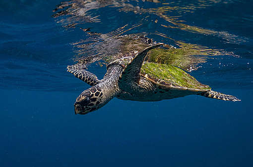 10 redenen om de oceanen te beschermen - Greenpeace België