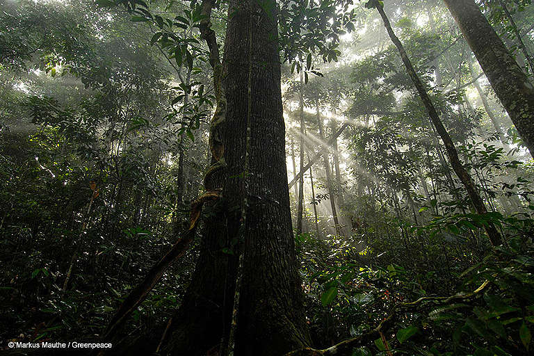 Tudo sobre a Amazônia: saiba como ajudar | Greenpeace - Greenpeace Brasil