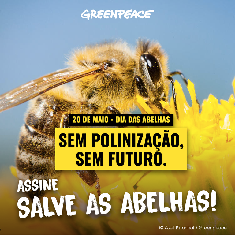 Sem polinização, sem futuro: a importância de salvar as abelhas ...