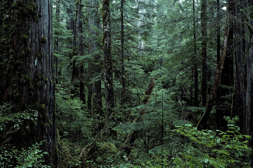 Temperate forest. British Columbia, Canada. - Greenpeace Canada