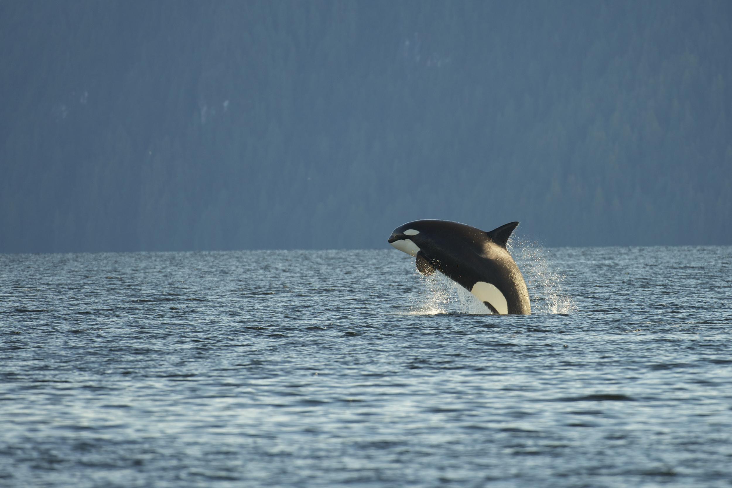 Orca Whale in Great Bear Rainforest in CanadaGreat Bear Regenwald in ...