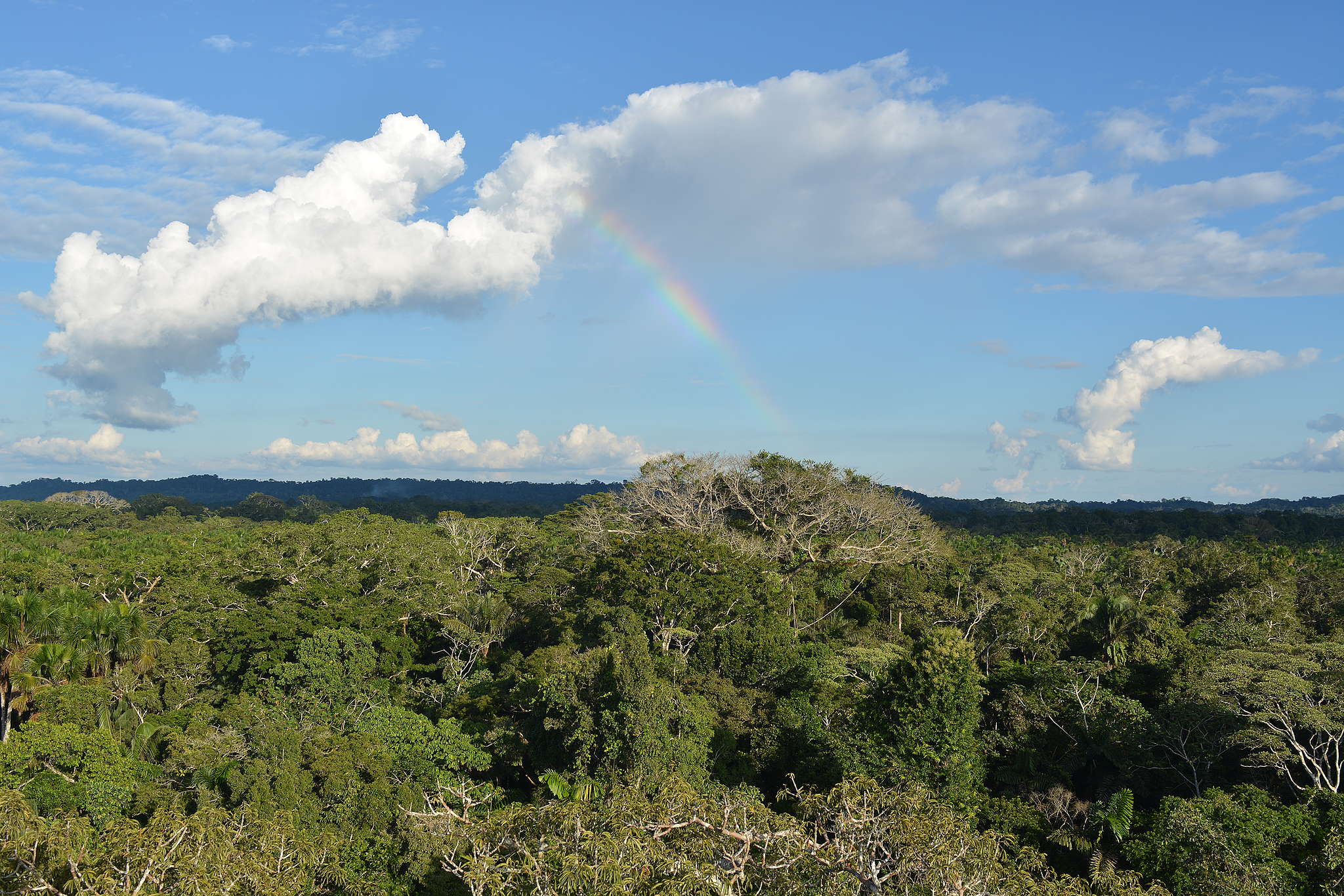 Ma rencontre avec les Peuples Autochtones de l’Amazonie - Greenpeace Canada
