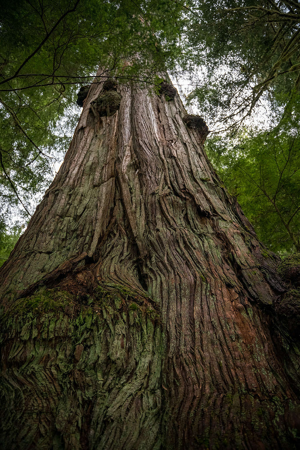Saving Fairy Creek and Why Ancient Forests are Worth More Standing ...
