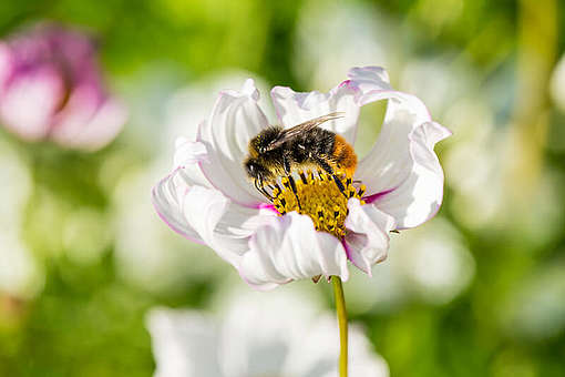 3 Reasons why we must save the bees - Greenpeace Canada